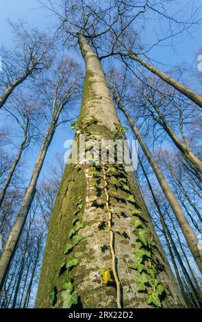 Ivy roots. View of the aerial roots of an ivy (Hedera sp. ) plant. Ivy ...