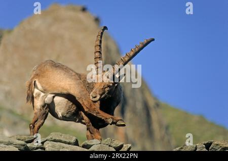 Alpine Ibex buck grooming Stock Photo - Alamy