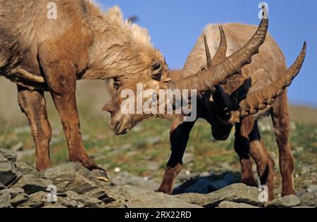Alpine ibex (Capra ibex) (Ibex) playing with their horns (Common ibex ...