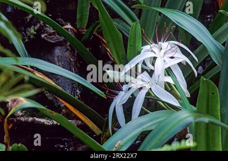 Water lily landscape, Everglades National Park, Florida Stock Photo - Alamy