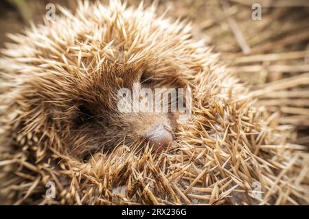 Protected Animal in China - Hedgehog Stock Photo - Alamy