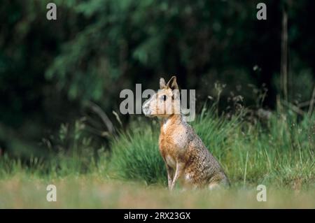 Female Patagonian Cavy sitting in front of burrow Stock Photo - Alamy