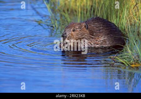 Young north american beaver (Castor canadensis) eating willow branches ...