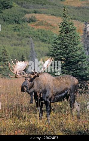 Bull elk (Alces alces) stands alert looking in the taiga (Alaska Moose ...
