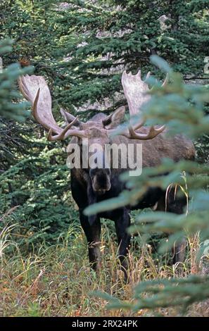 Elk in the taiga (Alaskan Moose), Bull Moose (Alces alces) in the taiga ...