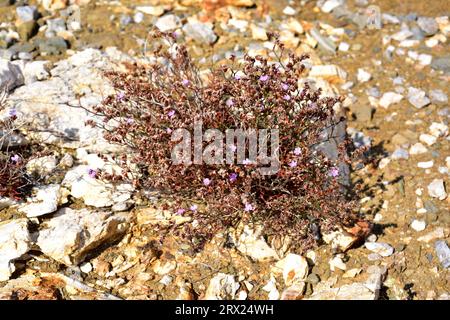 Siempreviva de roca (Limonium virgatum) is a perennial plant native to ...