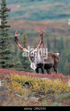 Reindeer (Rangifer tarandus) with scraps of velvet on his antlers in ...