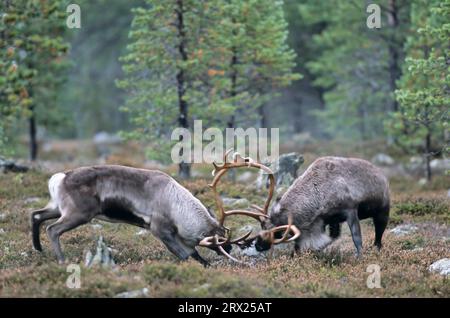 Bull Reindeer fighting in the rutting season Stock Photo - Alamy