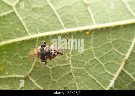 Miridae in the wild state Stock Photo - Alamy