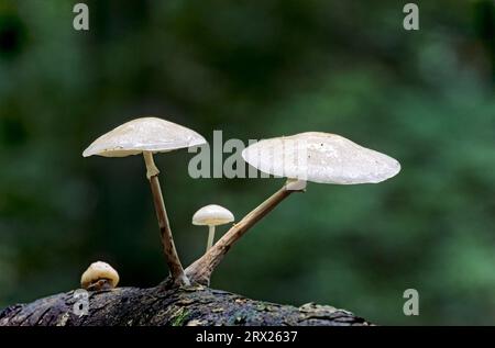 Porcelain fungus (Oudemansiella mucida) likes to grow cespitose at ...