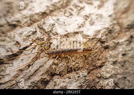 common house centipede in the wild state Stock Photo - Alamy