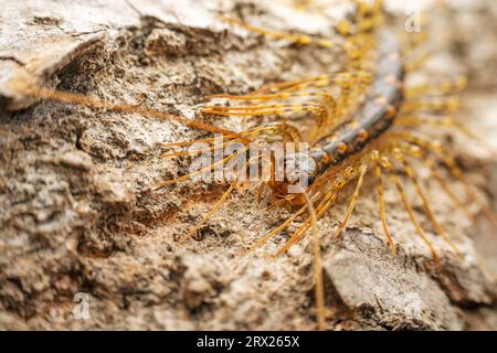 common house centipede in the wild state Stock Photo - Alamy