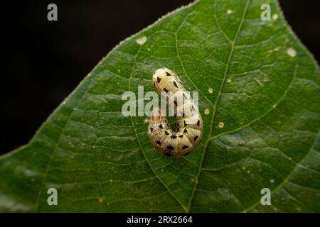 Spodoptera litura larva in the wild state Stock Photo - Alamy