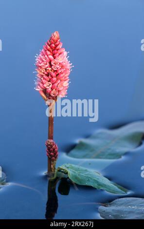 Water Knotweed depending on location it forms water and land forms ...