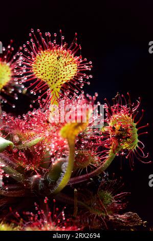 Common sundew belongs to the insect-catching plants ...