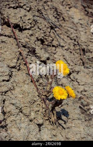 Coltsfoot (Tussilago farfara) is considered an important medicinal ...