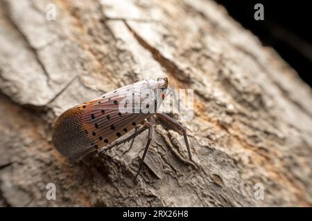 lycorma delicatula in the wild state Stock Photo - Alamy