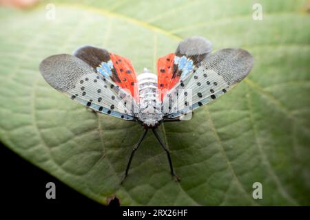 lycorma delicatula in the wild state Stock Photo - Alamy