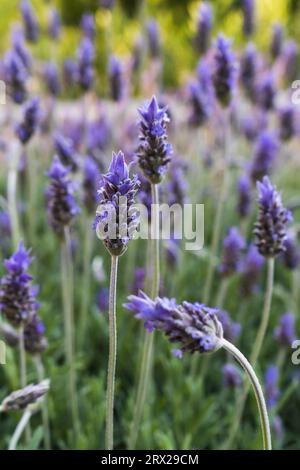 Vertical shot of the lavender field Stock Photo - Alamy