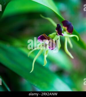 Belize National Flower called the Black Orchid Stock Photo - Alamy