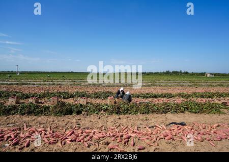 Luannan County, China - September 20, 2022: Farmers packed sweet ...