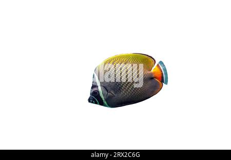 Collare butterflyfish isolated on white background. Redtail ...