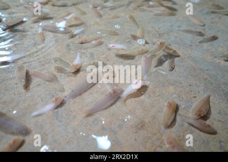 Tongue sole fry swim at the bottom of the aquaculture pond. In an ...