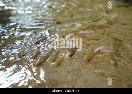Tongue sole fry swim at the bottom of the aquaculture pond. In an ...