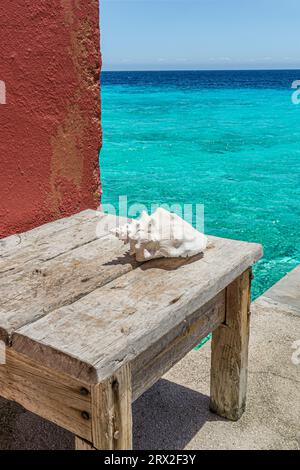 Bleached shell on weathered table, Curacao, Netherland Antilles ...