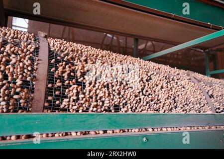 Farmers use agricultural machinery to process peanuts in a processing ...