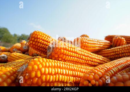 Dried corn piled together in North China Stock Photo - Alamy