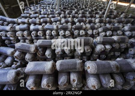 Mushroom sticks in the greenhouse, North China Stock Photo - Alamy