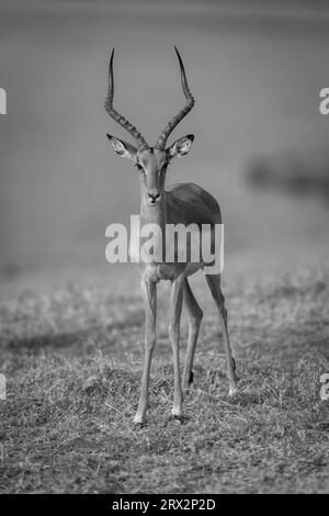 Mono male common impala stands on plain Stock Photo - Alamy