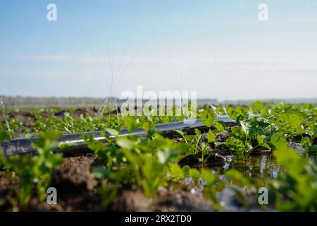 Micro spray pipes are used for watering vegetables in North China Stock ...