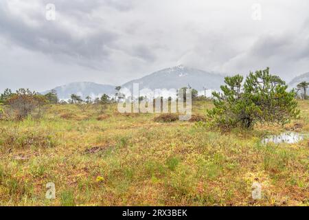 The Petersburg muskeg (Peat Bog) with clouds skirting the mountains ...