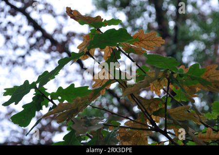Oaks with leaves withered due to drought Stock Photo - Alamy