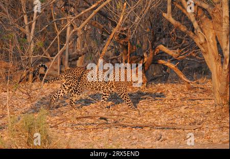 Leopards are solitary hunters using stealth and their environment to be ...