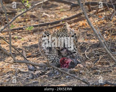 Leopards are solitary hunters using stealth and their environment to be ...