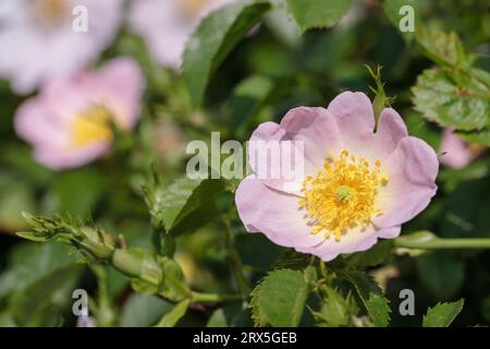 Blooming dog rose (Rosa canina Stock Photo - Alamy