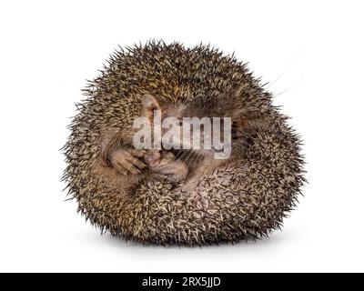 Greater hedgehog or large Madagascar sokina aka Setifer setosus ...