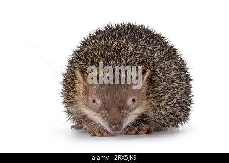Greater hedgehog or large Madagascar sokina aka Setifer setosus, moving ...