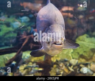 big tropical freshwater aquarium with colorful fishes and plants Stock ...