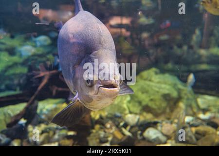 The Black Pacu (Colossoma macropomum) also known to tropical fish ...