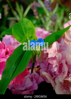 Tinantia erecta False Dayflower Commelinaceae Three-master family Stock ...