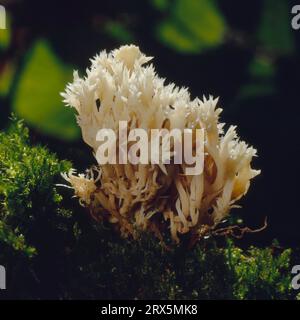 Beautiful clavaria, Ramaria formosa Stock Photo - Alamy