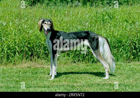 Dog Saluki / Persian Greyhound two puppies running in a meadow Stock ...