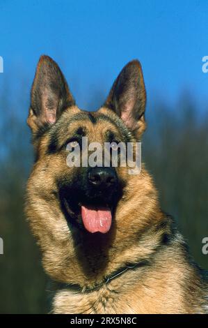 German shepherd, herding dogs and cattle dogs, German sheepherd ...