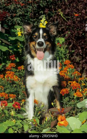 Border Collie, FCI, Standard No. 297 Stock Photo - Alamy