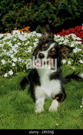 Border Collie, FCI, Standard No. 297 Stock Photo - Alamy