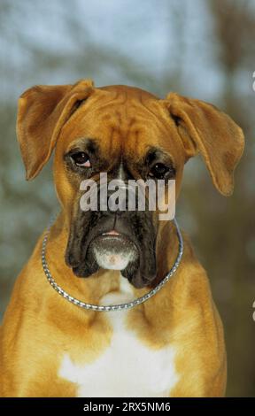 Boxer, 5 Mon. FCI, Standard No. 144 Stock Photo - Alamy